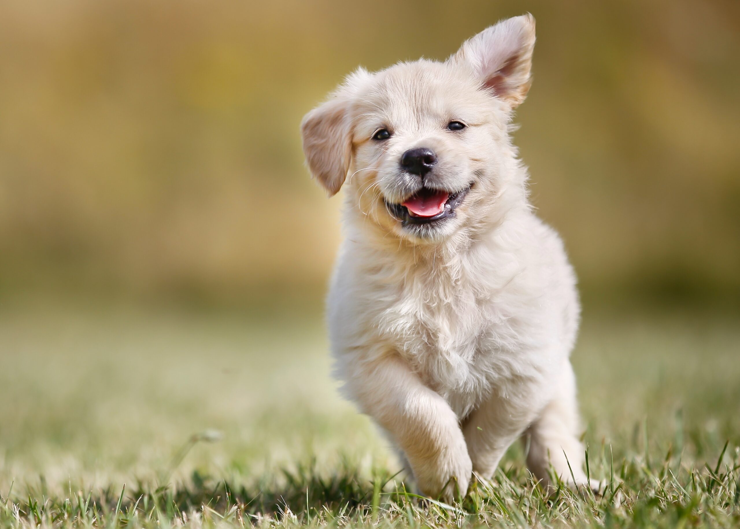 Private Puppy Training | Expert Dog Training Services - Leash and Treat